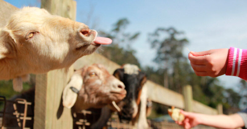 21 zoos and sanctuaries in NSW to see animals up close