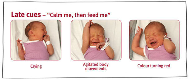 A visual guide to recognising a baby's hunger signs | Mum's Grapevine
