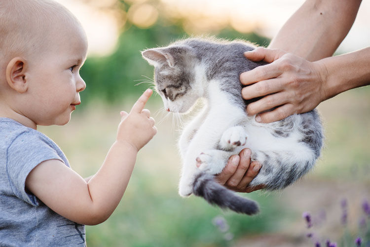 How to prepare your cat for your baby | Mum's Grapevine
