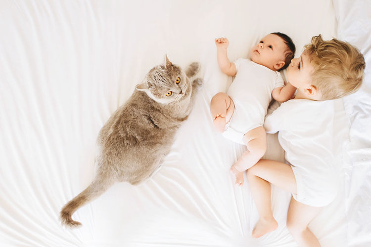 How to prepare your cat for your baby | Mum's Grapevine